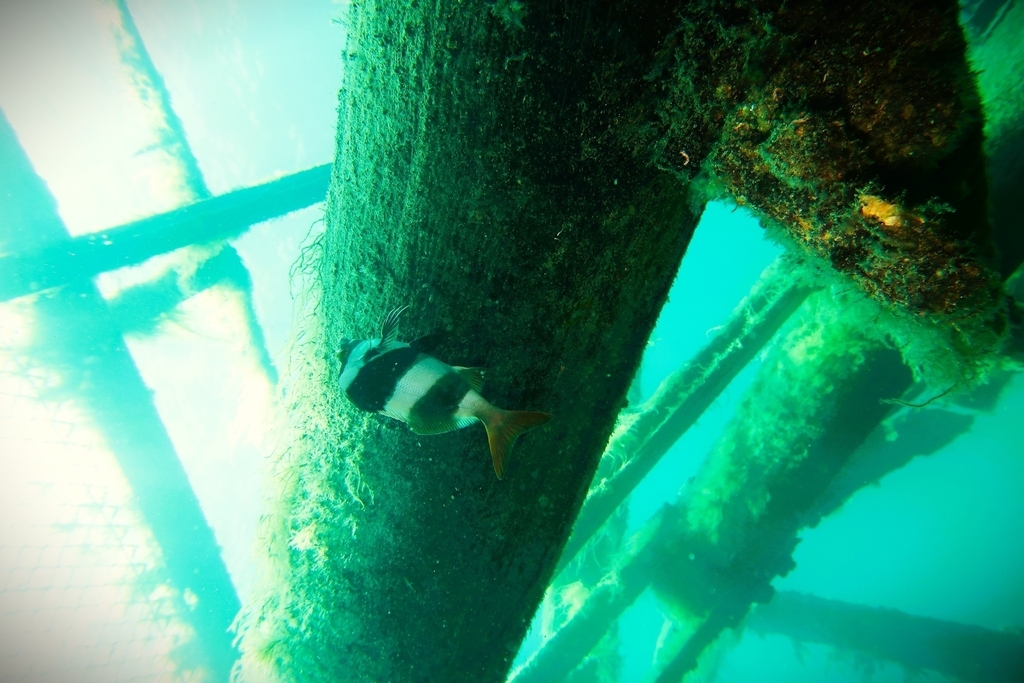 Magpie Perch from Rapid Bay jetty on 19 November, 2023 at 12:06 PM by ...