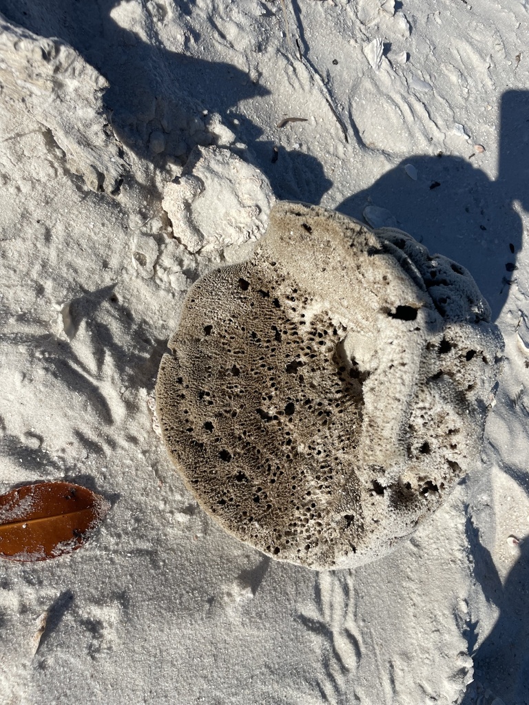 Vase Garlic Sponge from North Atlantic Ocean, FL, US on November 19 ...