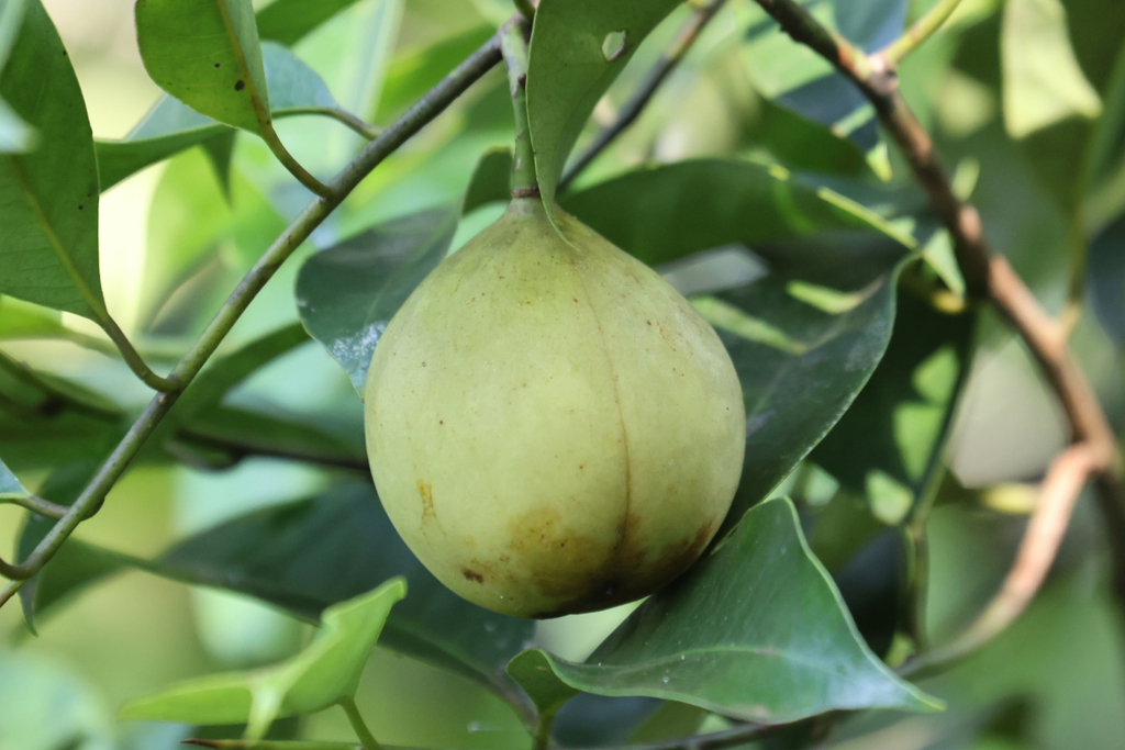 Nutmeg from Logging track, Obi Is., South Halmahera Regency, North ...
