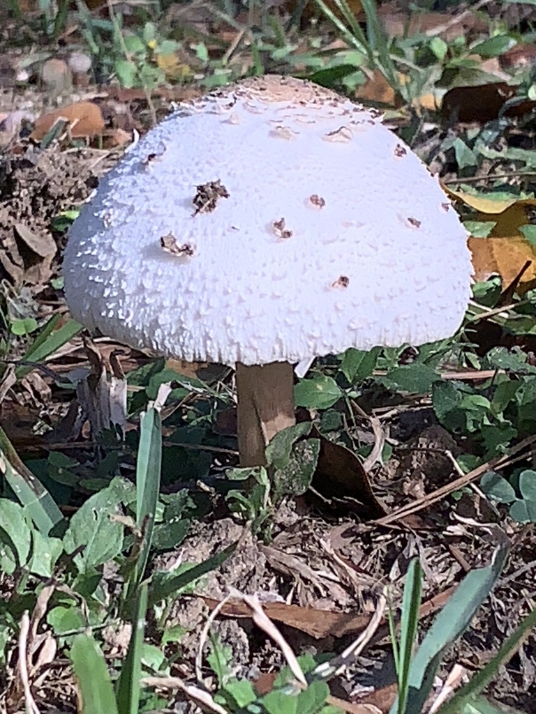 green-spored parasol from Alvin, TX, US on November 22, 2023 at 09:40 ...