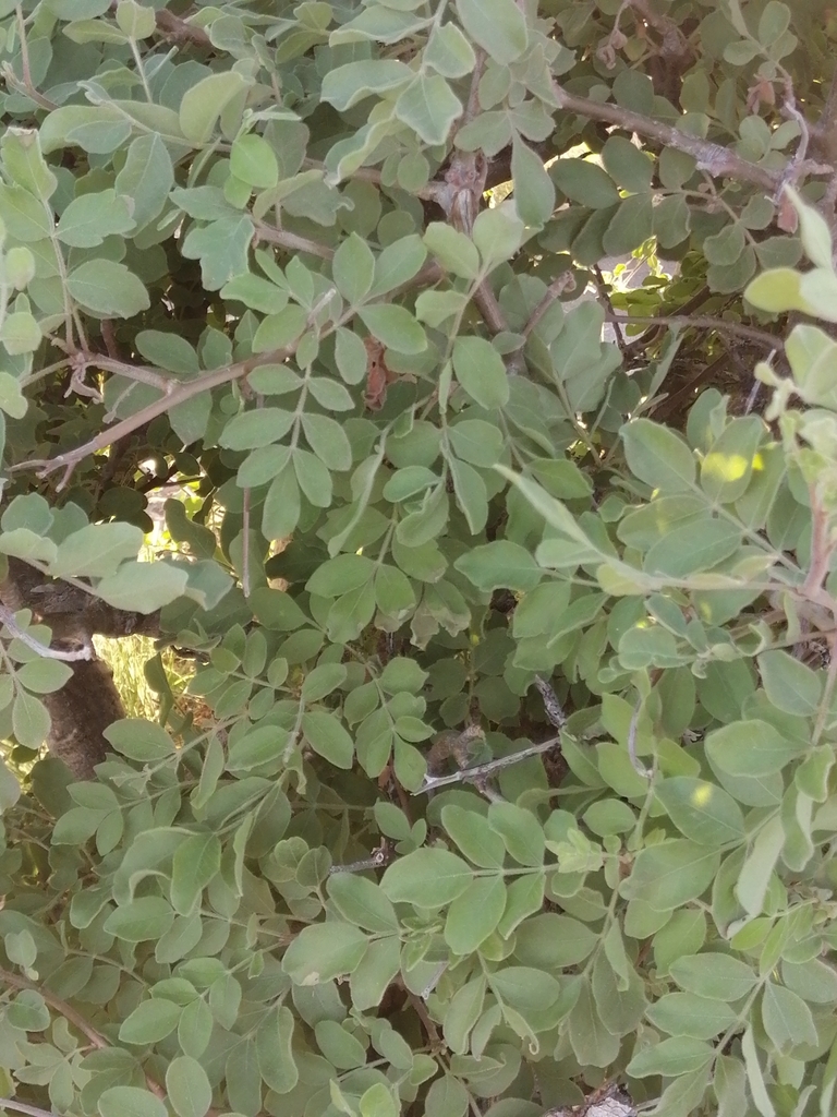 cimarron plum from La Paz, MX-BS, MX on November 22, 2023 at 05:44 PM ...