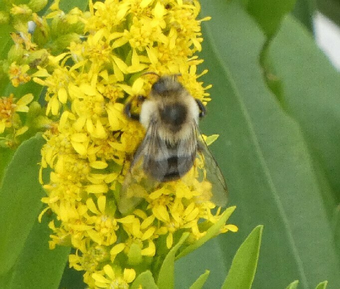Common Eastern Bumble Bee from Florida, Taylor, Live Oak Point on ...