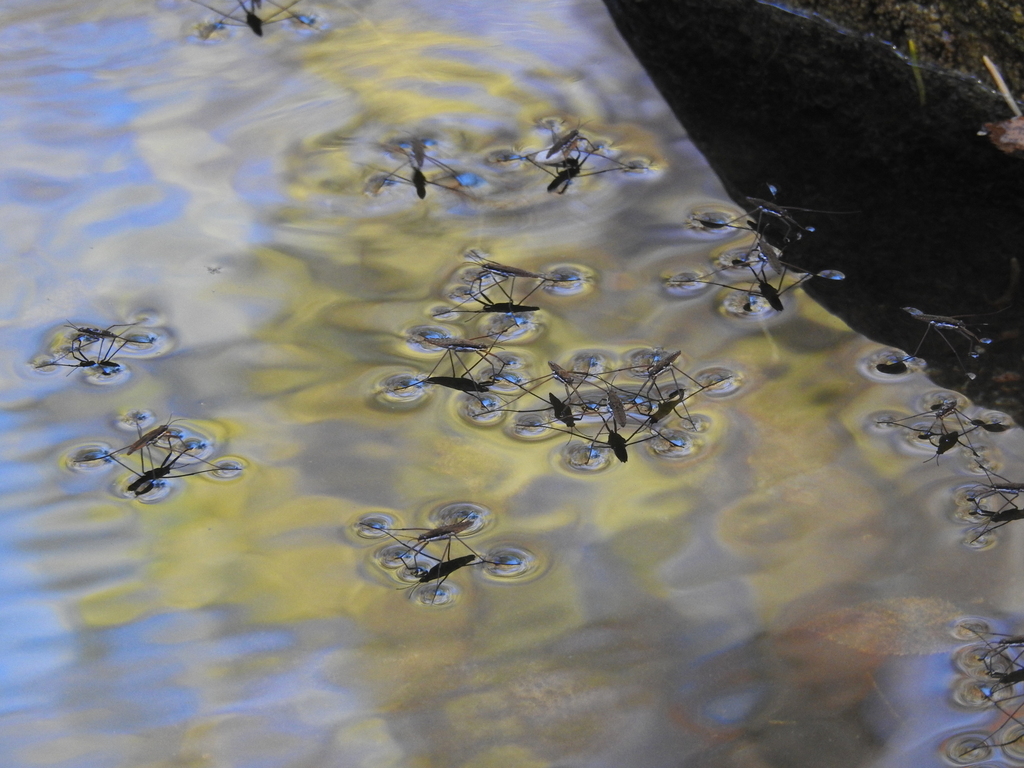 North American Common Water Strider from Coconino County, AZ, USA on ...