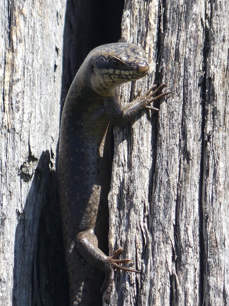 Tree Skink from Jerrys Plains NSW 2330, Australia on November 18, 2023 ...