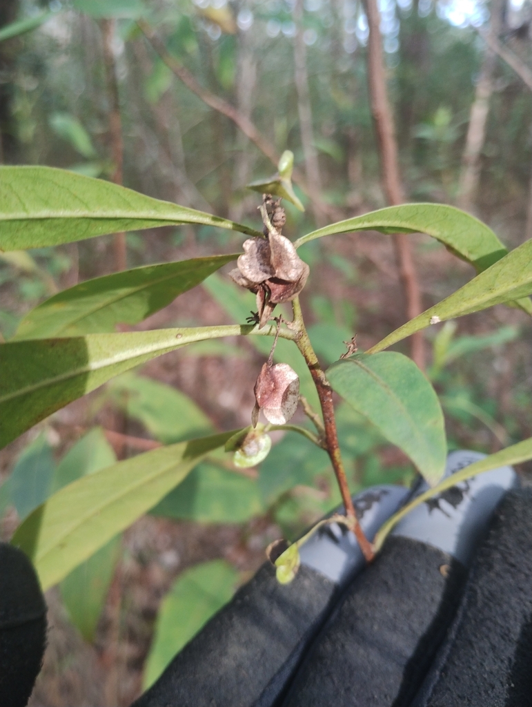 Common Hop Bush from Tewantin QLD 4565, Australia on November 23, 2023 ...