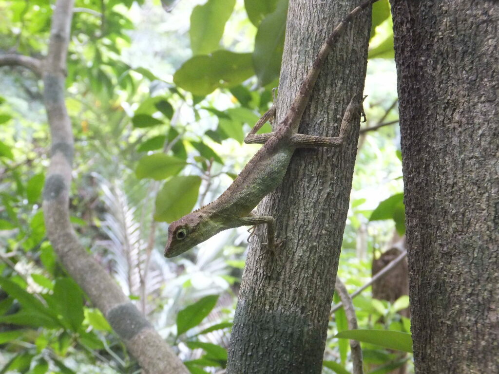 Diploderma polygonatum ishigakiense in March 2013 by hakkahamushi ...