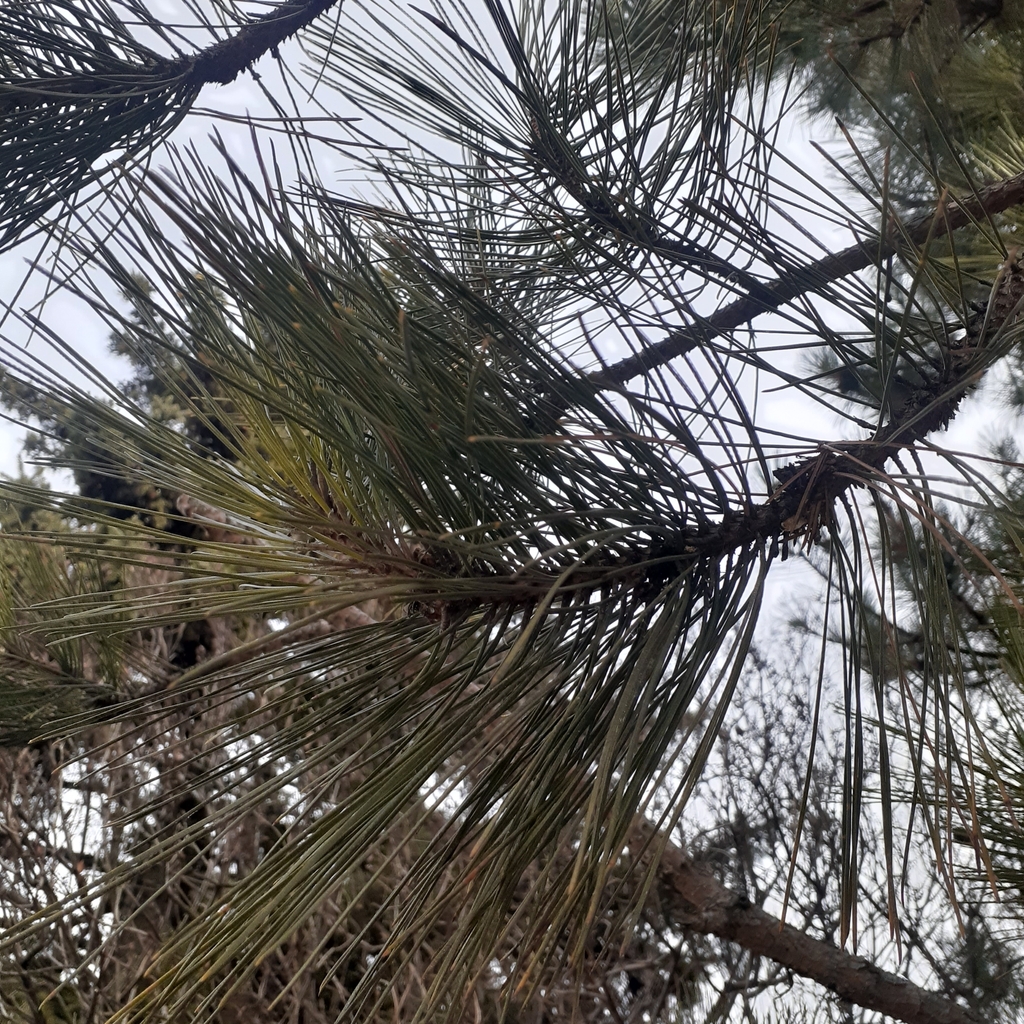 red pine from Thunder Bay, ON P7B 3M4, Canada on November 22, 2023 at ...