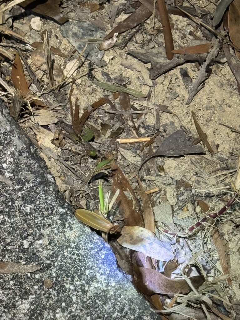 Pyrocoelia lunata from 石蔭梨木道公園, 葵涌, 新界, HK on November 22, 2023 at 10: ...