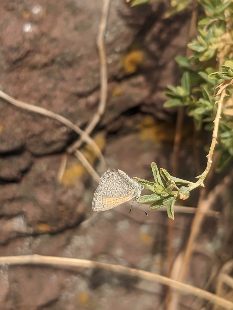 Double-spotted Line Blue from 9WQ3+WF Mt Aitken Reserve, Greenvale VIC ...