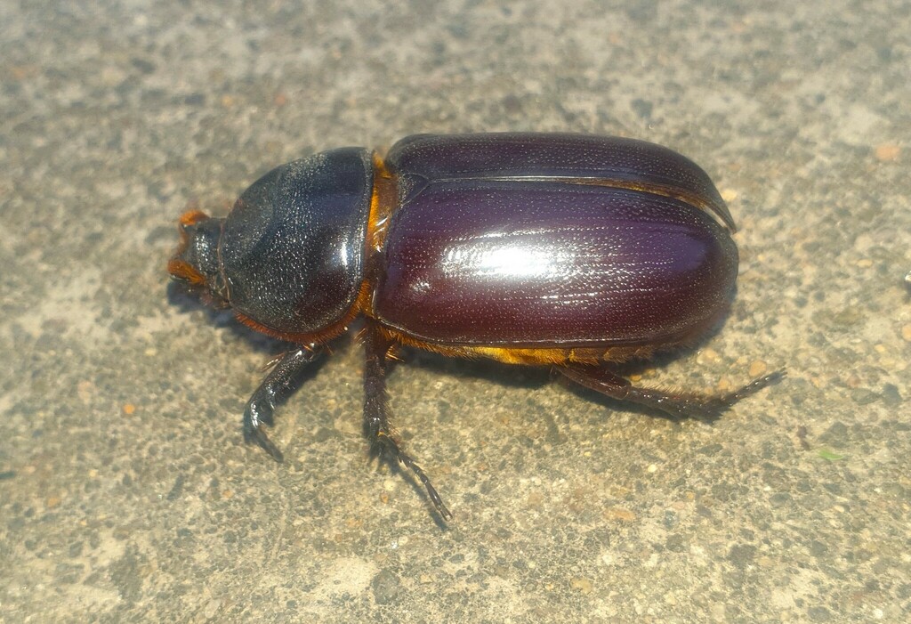 African Rhinoceros Beetle from Lundi Service Station, Runde, Zimbabwe ...