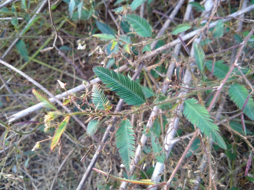 shyleaf from 648台灣雲林縣西螺鎮光華里 on November 23, 2023 at 03:20 PM by ...