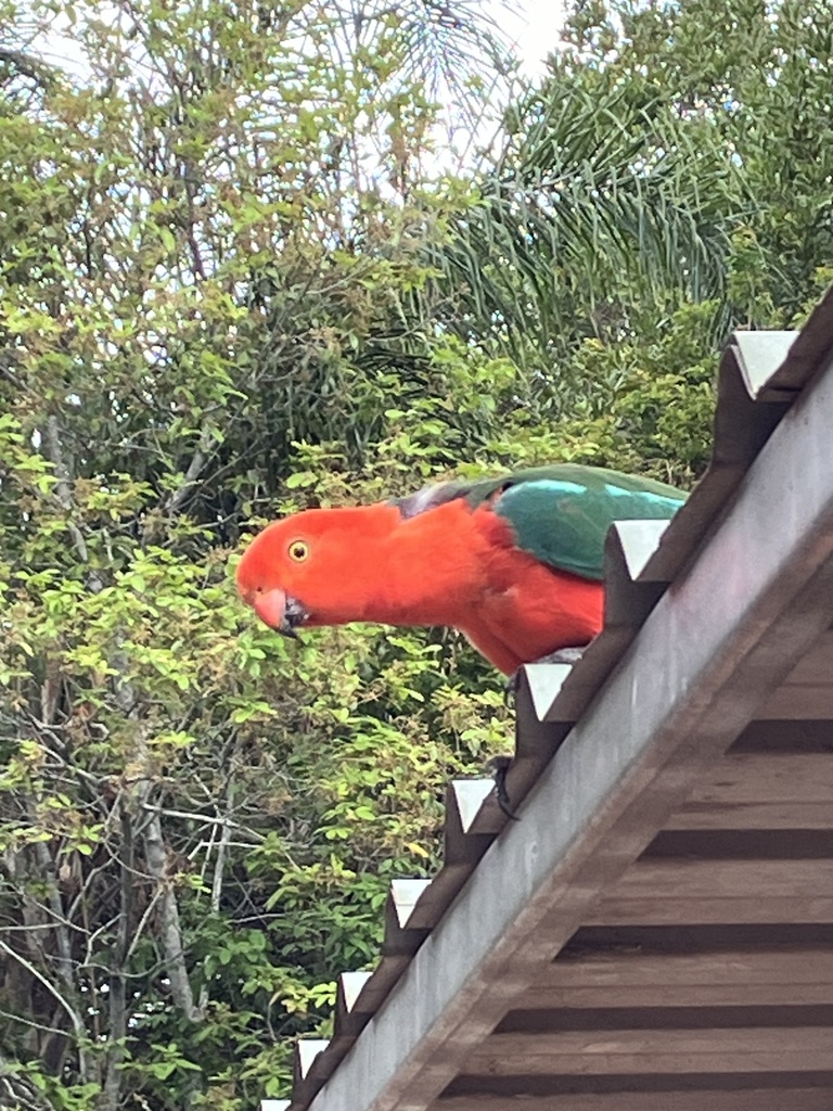 Australian King-Parrot from Mount Coot-Tha Forest, Toowong, QLD, AU on ...