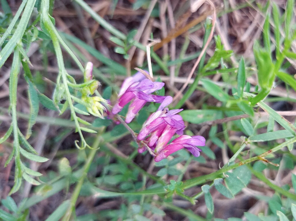 Woolly Pod Vetch from Bellville, Cape Town, South Africa on November 22 ...