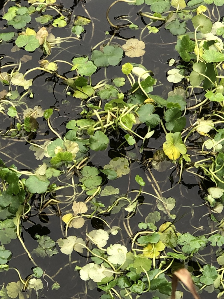 floating marsh pennywort from McLaren Park, San Francisco, CA, US on ...