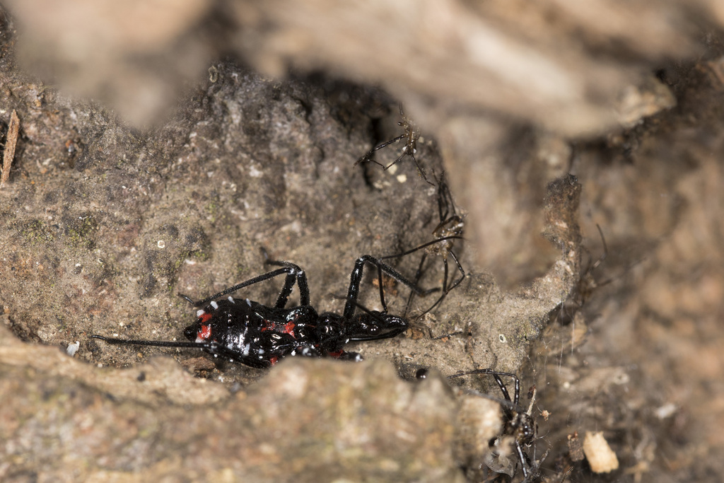 Japanese Assassin Bug from 1番地1 Tsukuba, Ibaraki 300-4352日本 on November ...