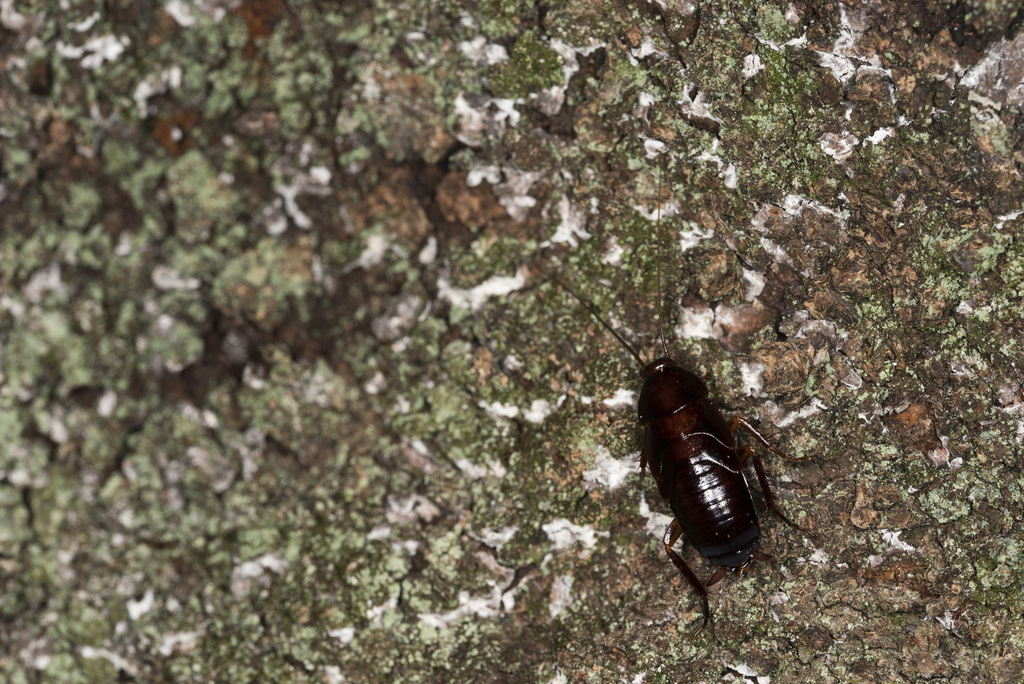 Japanese Cockroach from 1番地1 Tsukuba, Ibaraki 300-4352日本 on November 4 ...