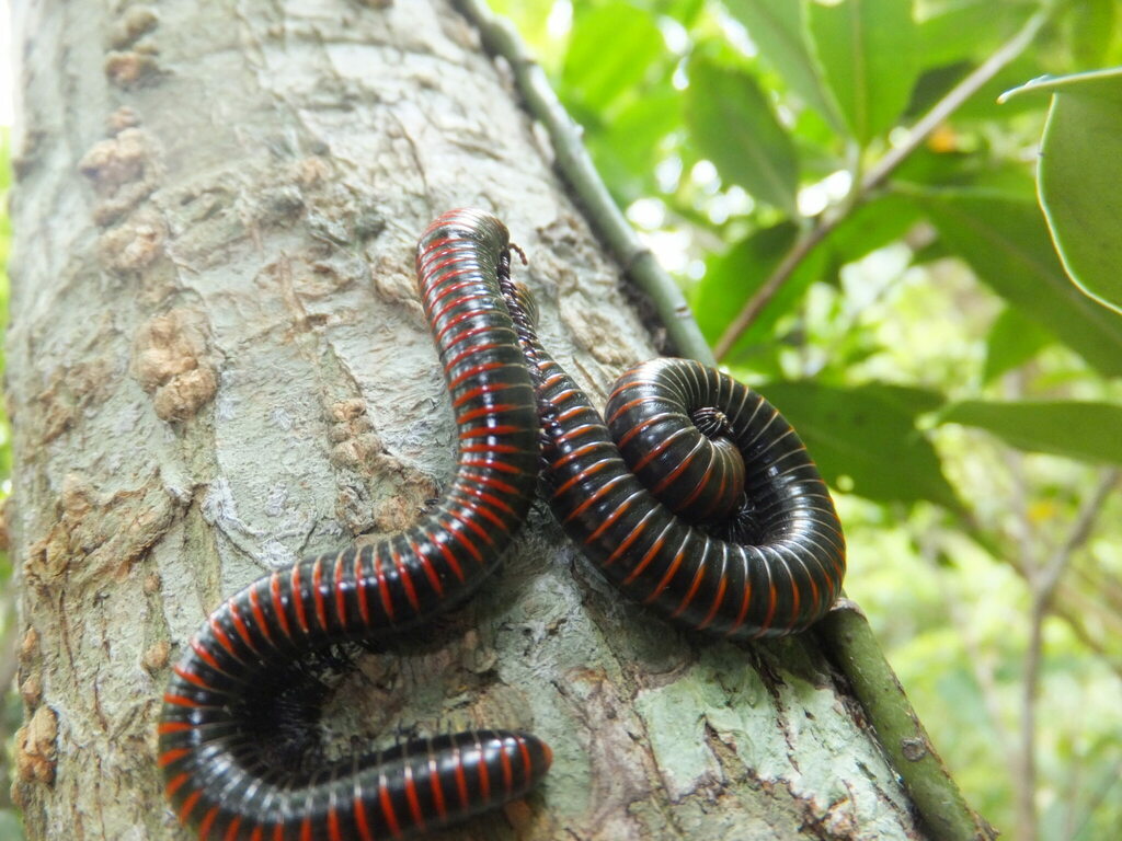 Spirobolus akamma in March 2013 by hakkahamushi · iNaturalist