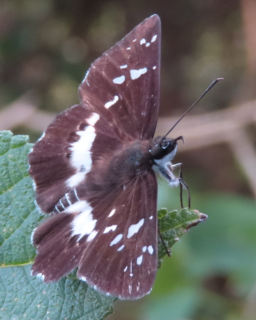 White-banded Flat from Taipei, Taiwan on November 23, 2023 at 01:23 PM ...
