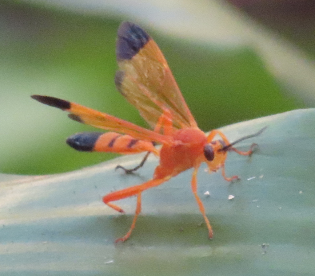Ichneumonid Wasps from Taipei, Taiwan on November 23, 2023 at 11:30 AM ...