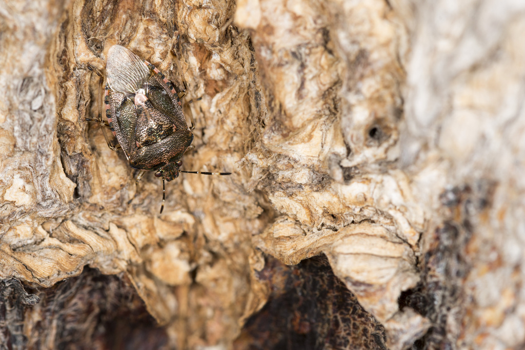 Menida disjecta from 日本北海道札幌市北區北海道大學 on October 31, 2023 at 07:22 PM by ...