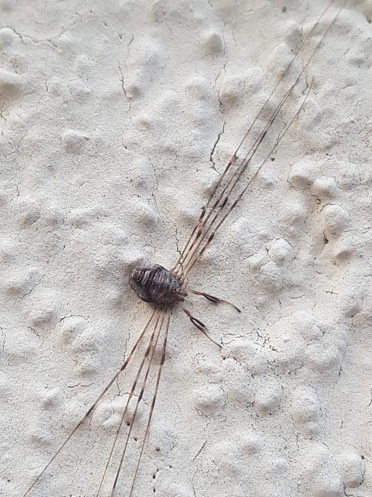 Fork-palped Harvestman from Meythet, Annecy, France on 23 November ...