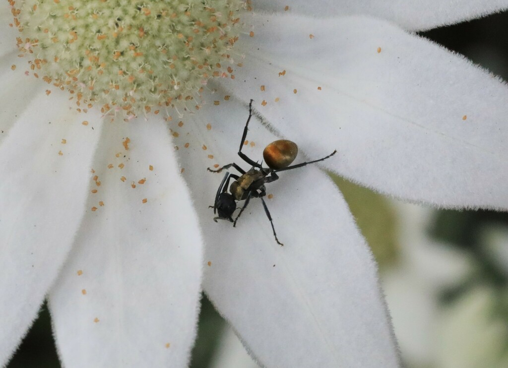 Golden-tailed Spiny Ant from Central Coast NSW, Australia on October 11 ...