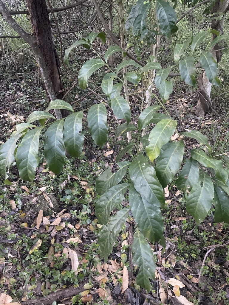 Cheese Tree from Dutton Park, Dutton Park, QLD, AU on November 23, 2023 ...