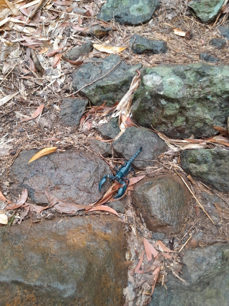 Asian Blue Forest Scorpion in November 2023 by Nur Baehaki Romadhon ...
