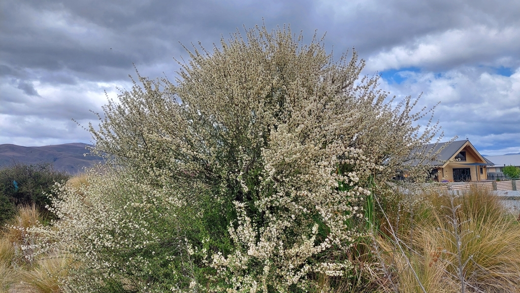 Olearia odorata from Twizel 7901, New Zealand on November 23, 2023 at ...