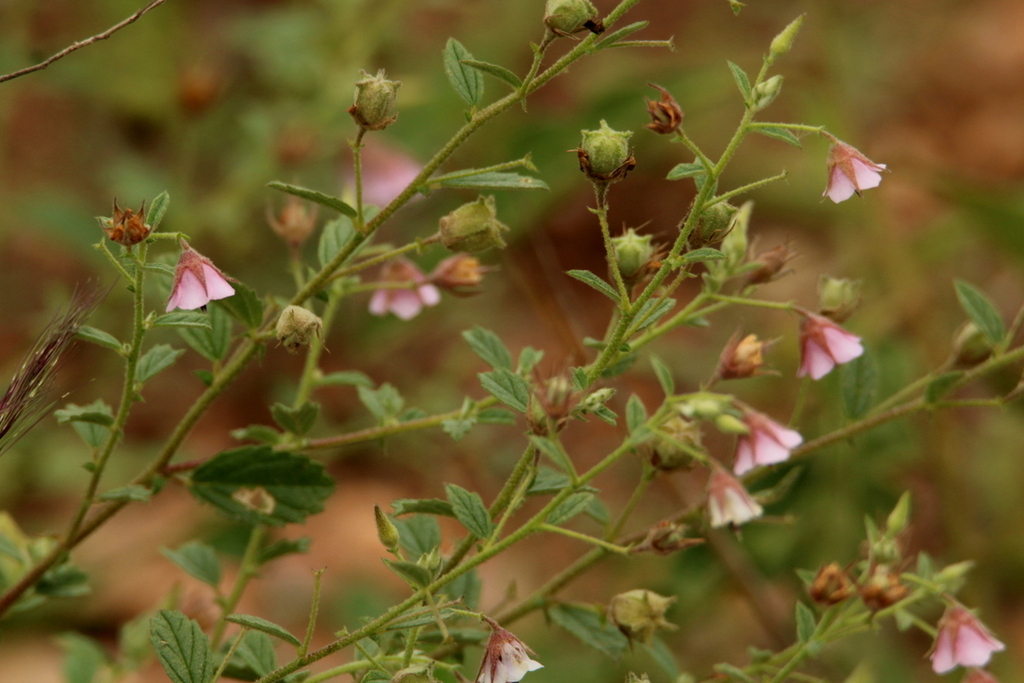 Hermannia boraginiflora from Ehlanzeni District Municipality, South ...