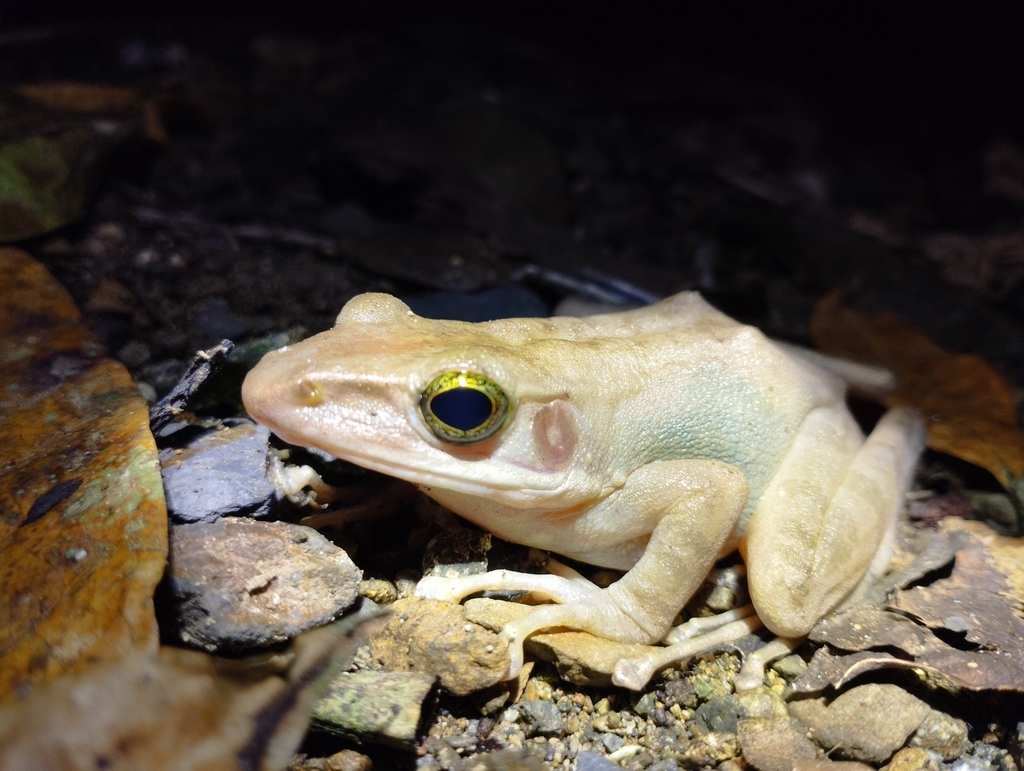 Sulawesi White-lipped Frog from Loli Tasiburi, Kec. Banawa, Kabupaten ...