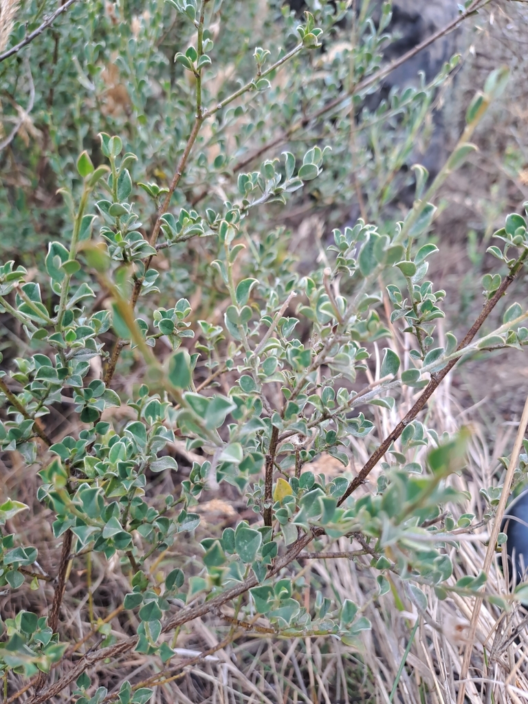 Renoster Capesweetpea from Cape Farms, Cape Town, South Africa on ...