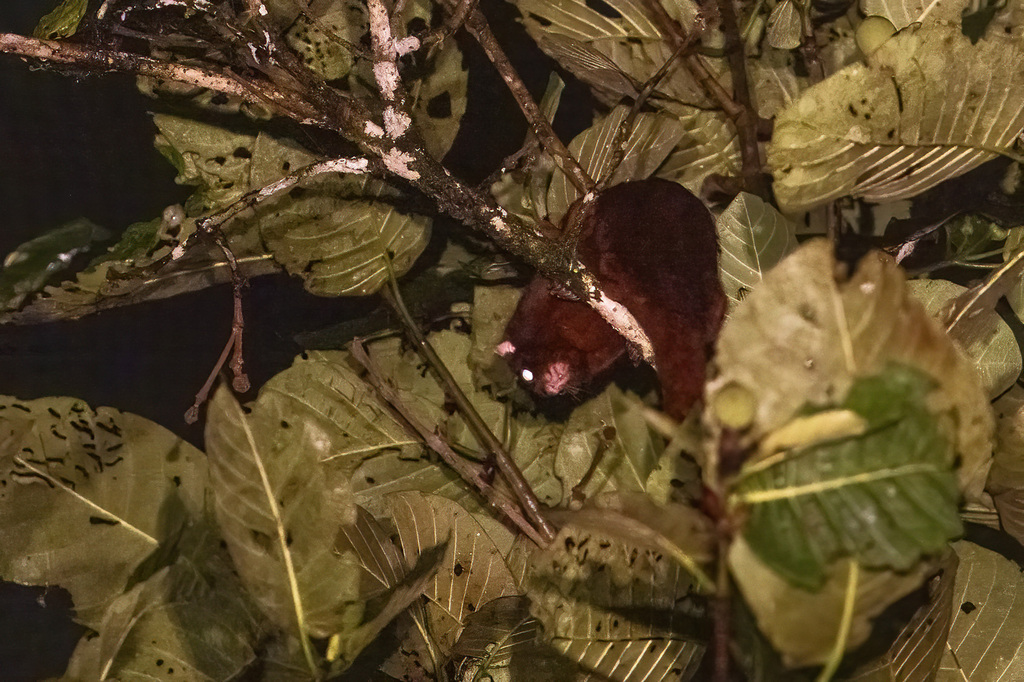 Thomas' Flying Squirrel from Danum Valley, Sabah, Malaysia on November ...