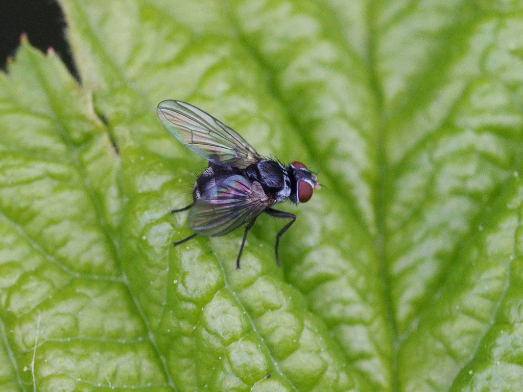 Microsoma exiguum from Абинский р-н, Краснодарский край, Россия on ...