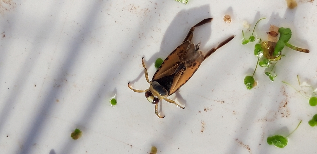 Greater Water Boatman in November 2023 by Soph · iNaturalist
