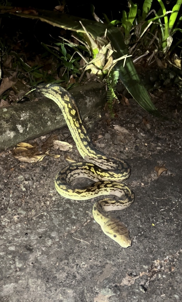 Australian Scrub Python from Oak Forest Rd, Kuranda, QLD, AU on ...