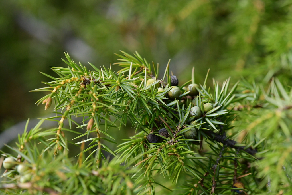 common juniper from Powiat miechowski, Polska on May 2, 2020 at 04:41 ...