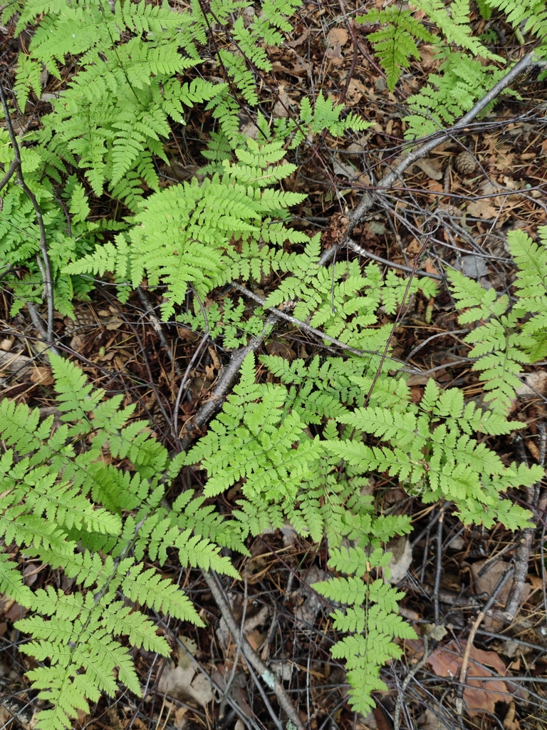 spinulose wood fern from Н5-2 (Шувалиха), Собинский р-н, Владимирская ...