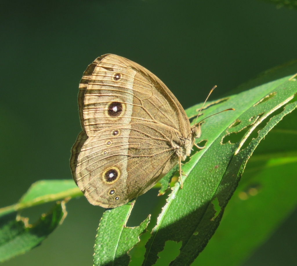 Chinese Bushbrown from Bongal Gaon Bor-Namghar on November 20, 2023 at ...