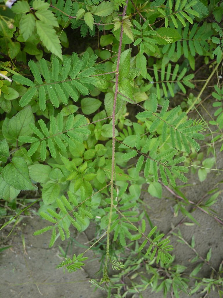 giant false sensitive plant from 646台灣雲林縣古坑鄉 on September 24, 2023 at ...