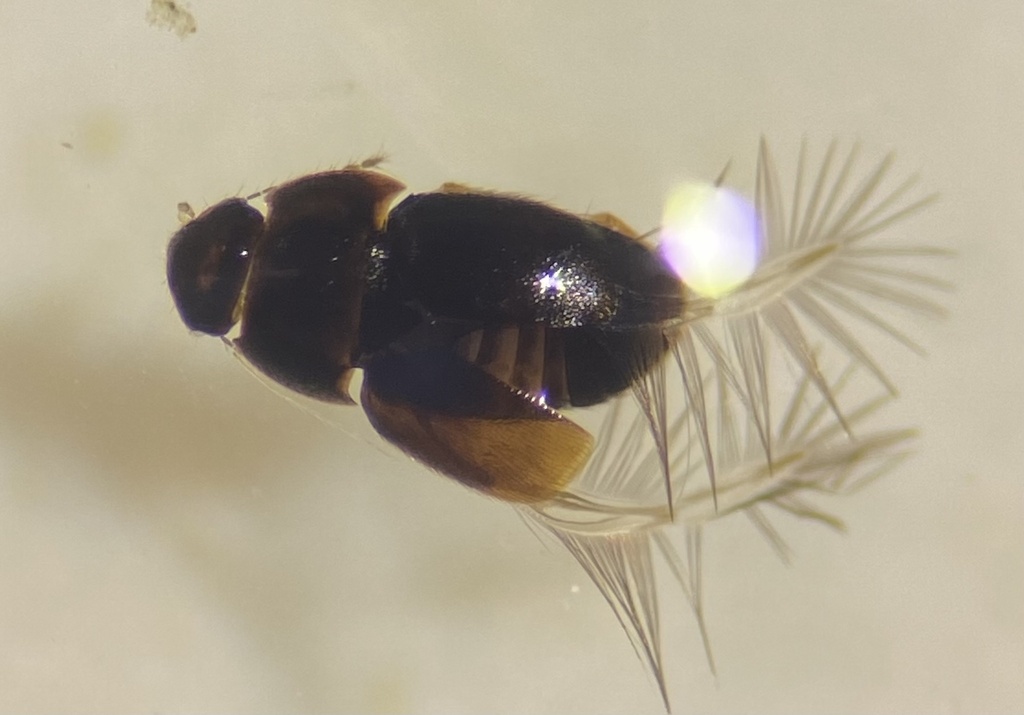 Feather-winged Beetles from Nationalpark Bayerischer Wald, Bayern, DE ...