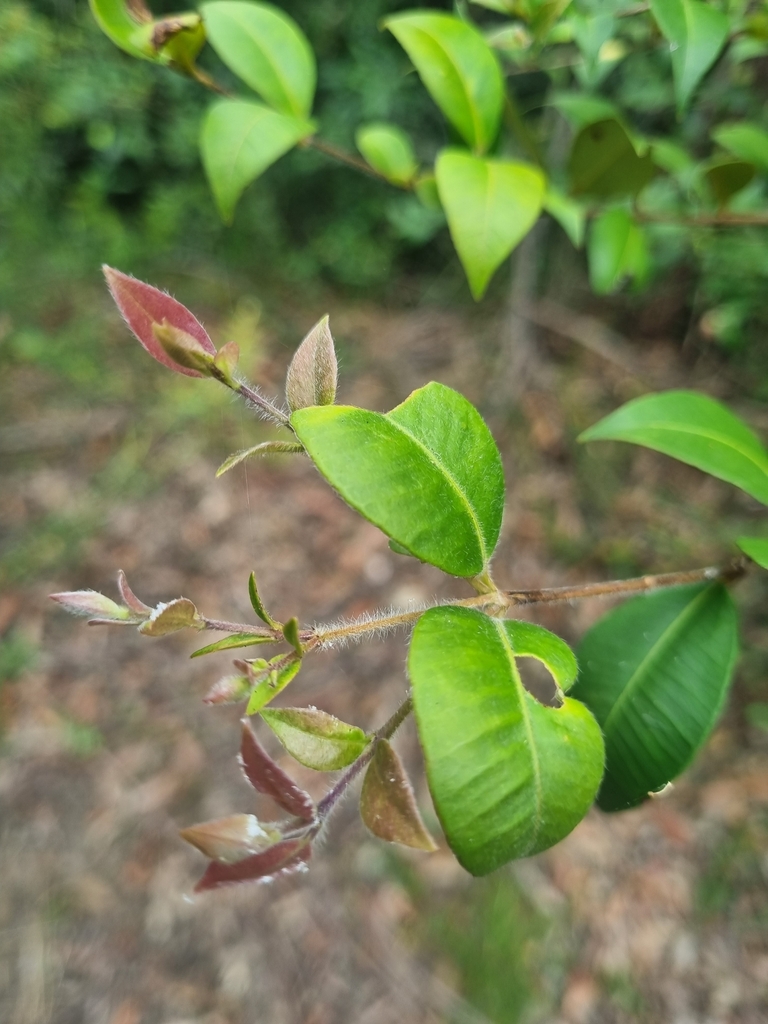 Grey Myrtle from Warrimoo NSW 2774, Australia on November 23, 2023 at ...