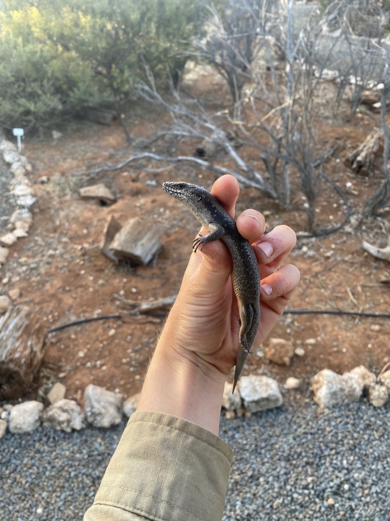 Tree Skink from Murray Ward, Fisher, SA, AU on November 22, 2023 at 07: ...