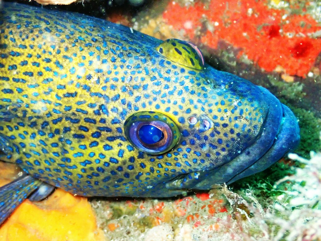 Eastern Wirrah from Port Stephens, NSW, Australia on November 17, 2023 ...