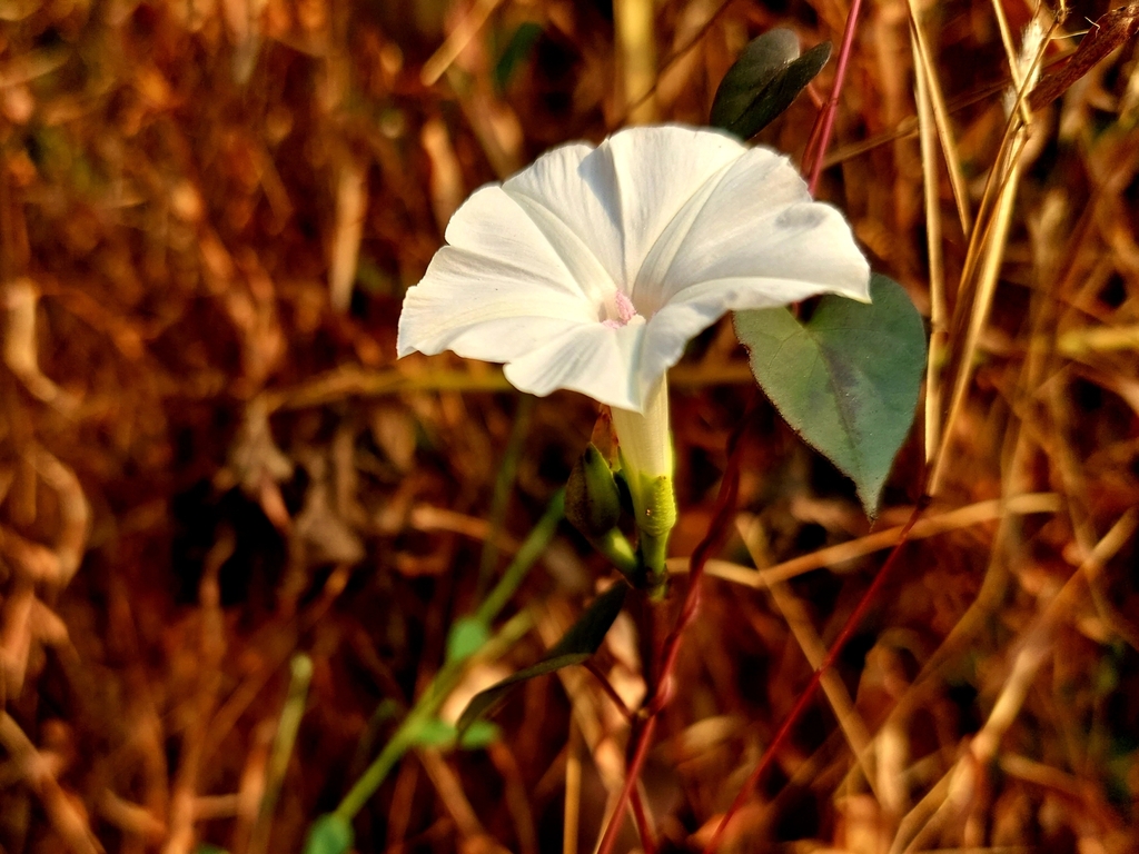 Arrow-leafed Morning Glory from MWXW+PP, Gan Tarf Parhur, Maharashtra ...