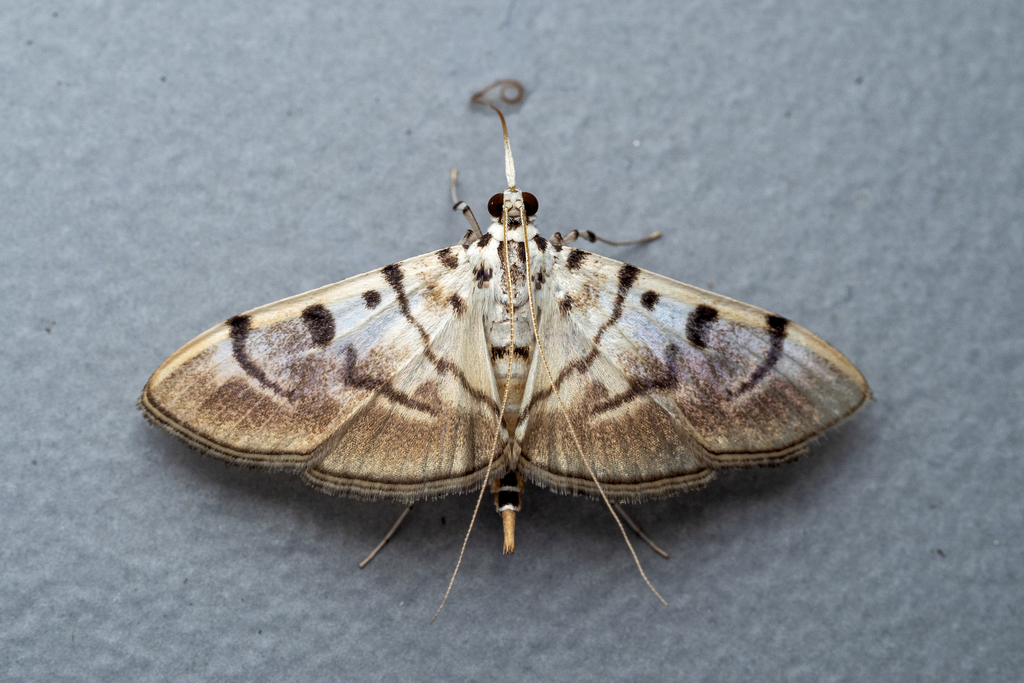 Pearl Moths from Fraser's Hill, Pahang, Malaysia on November 20, 2022 ...