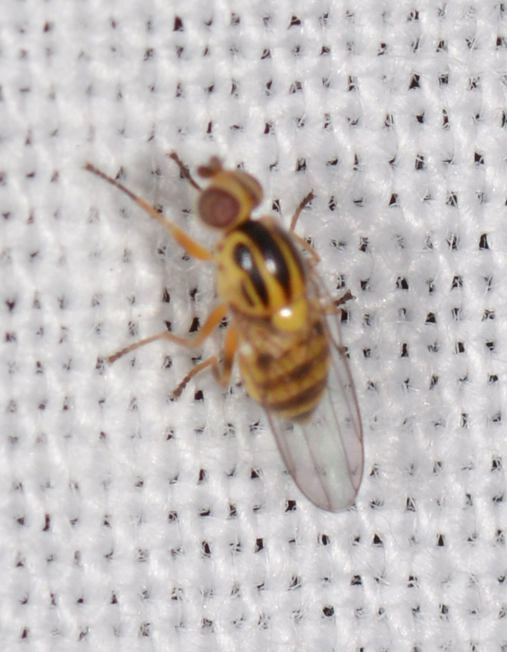 Grass Flies from Spring Gully VIC 3550, Australia on November 5, 2023 ...