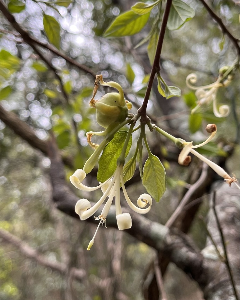 Turraea pubescens from Mill Rd, Anstead, QLD, AU on November 23, 2023 ...