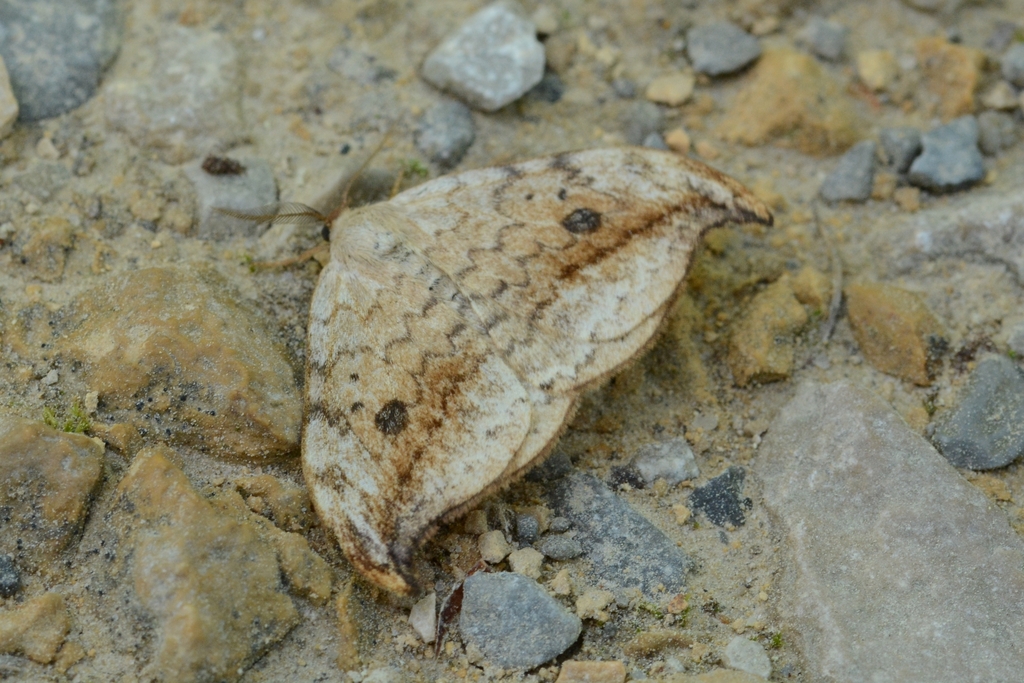 Pebble Hook-tip from Bobrek, Polska on May 21, 2020 at 11:35 AM by id78 · iNaturalist