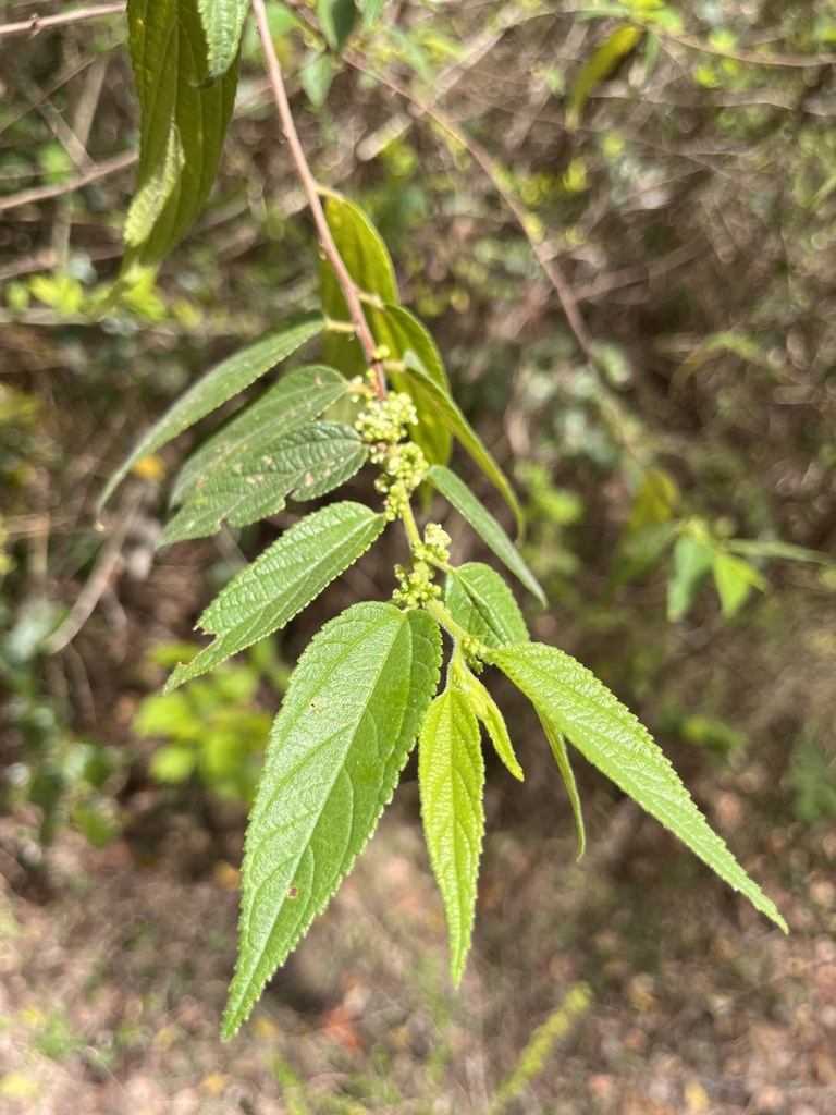Nettle Tree from Pullen Creek Break, Anstead, QLD, AU on November 23 ...